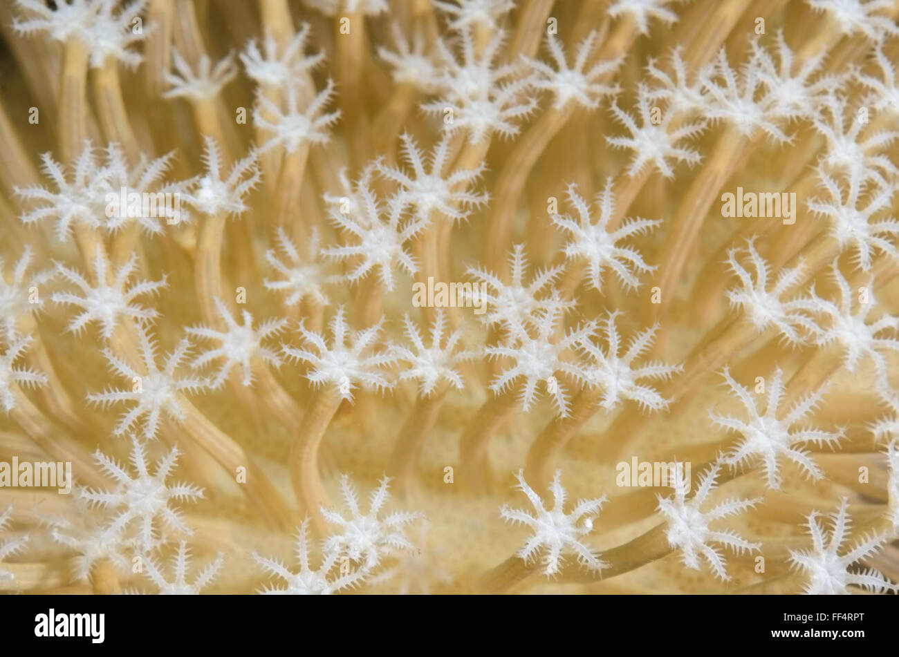Mushroom leather coral polyps, Sarcophyton sp., Moalboal, Tuble, Cebu ...
