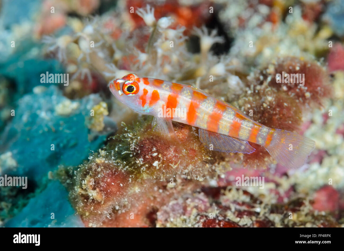 Candy cane dwarf goby, Trimma sp., Moalboal, Tuble, Cebu, Philippines ...