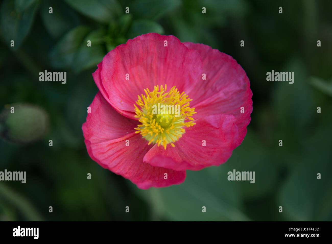 Beautiful pink poppy hi-res stock photography and images - Alamy