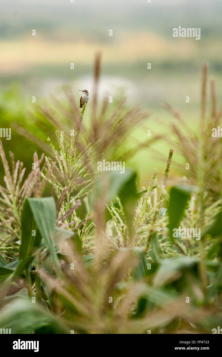 Eastern idaho wildlife hi-res stock photography and images - Alamy