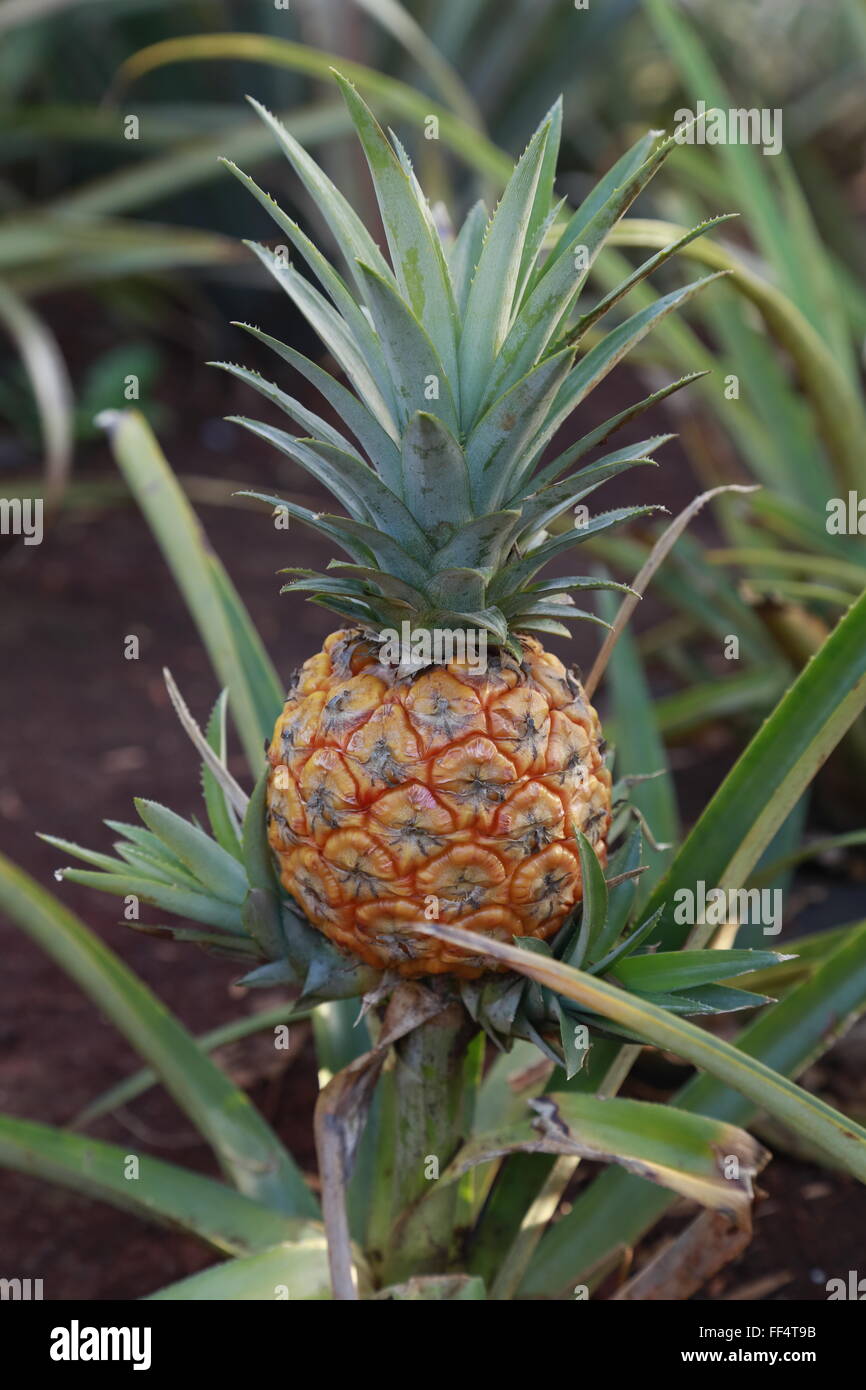 Hawaii food not farm not traditional hi-res stock photography and ...