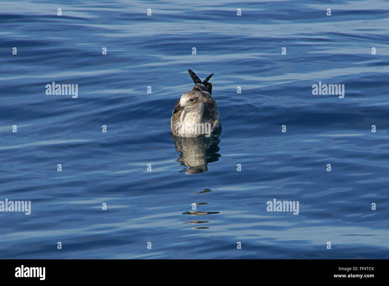 Seagull floating at open Pacific Ocean Stock Photo - Alamy