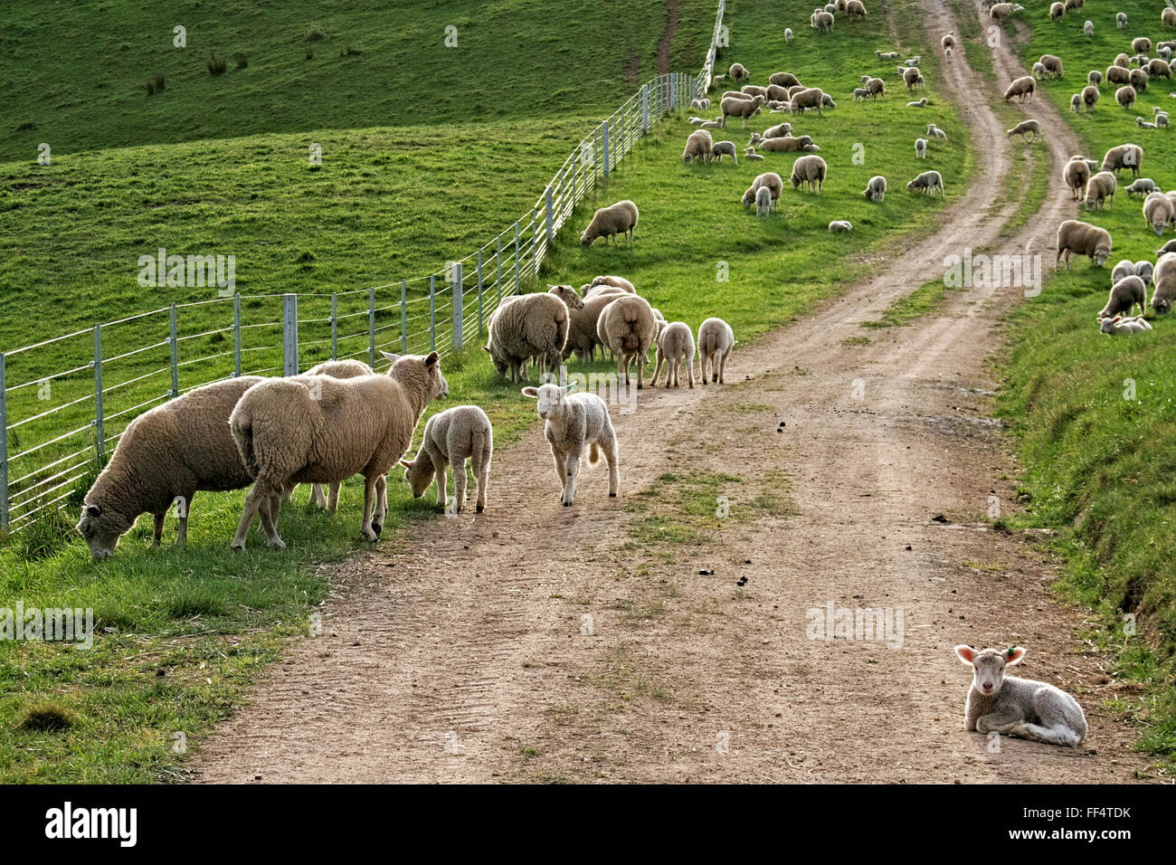 Tail docking lambs hi-res stock photography and images - Alamy