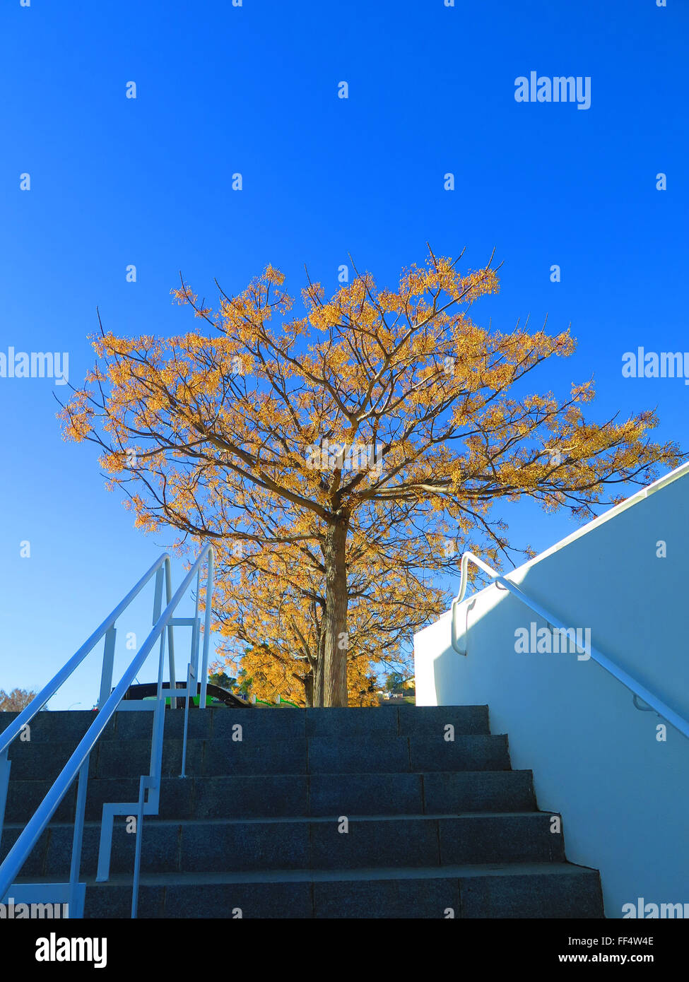 Buttonball tree hi-res stock photography and images - Alamy