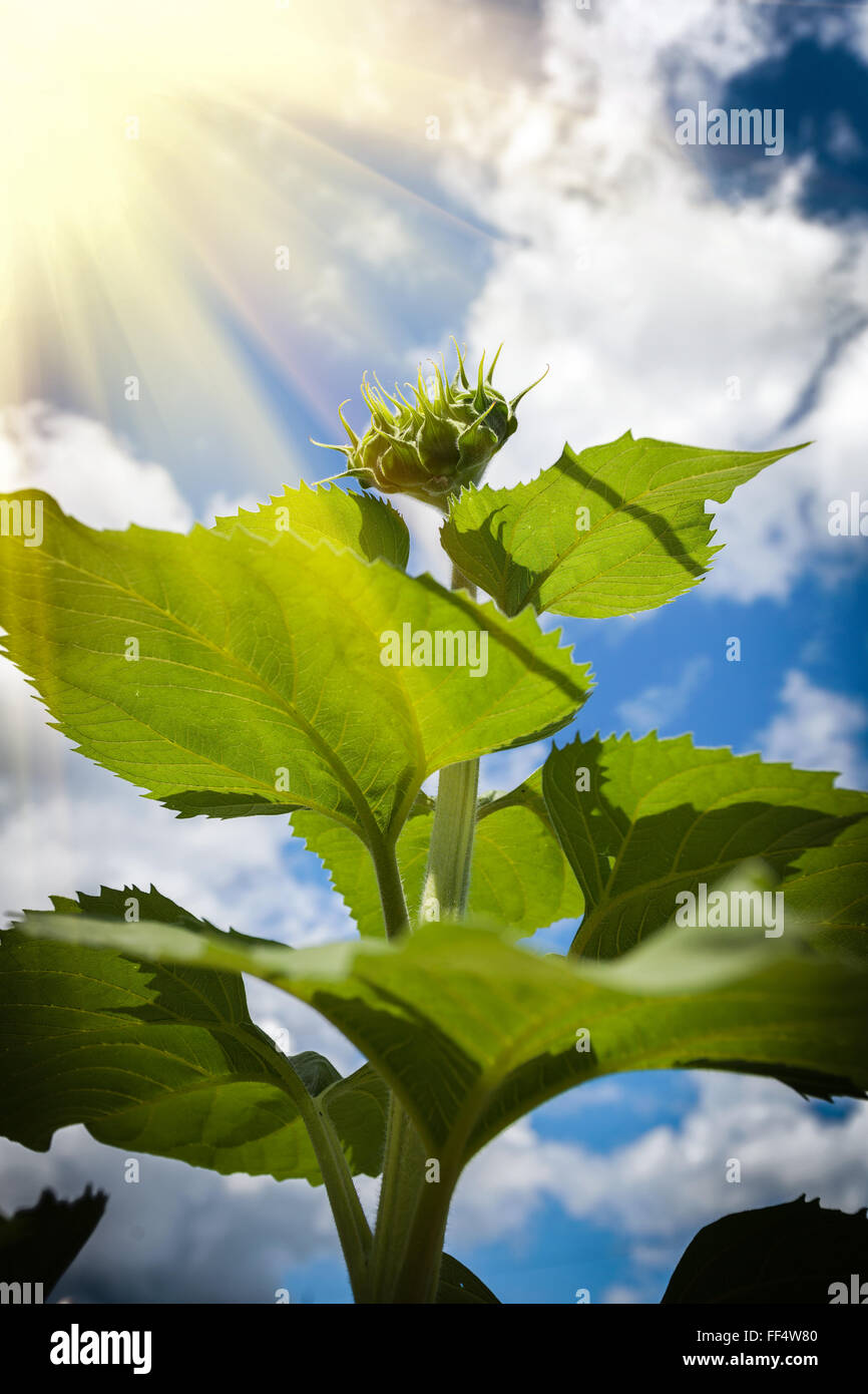 Light shining on a green sunflower sprout, sustainable energy Stock ...