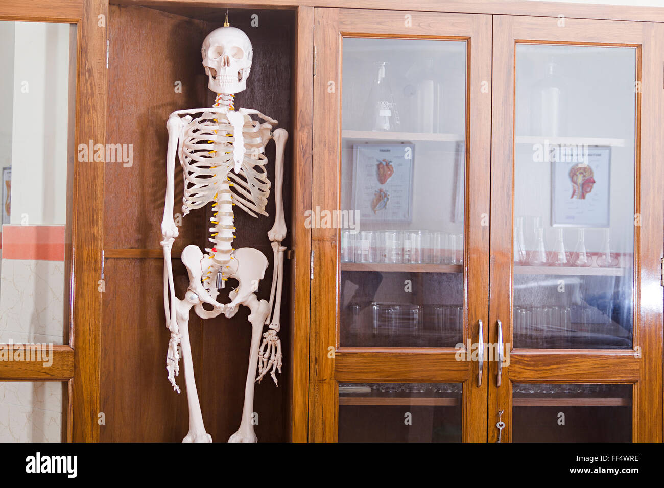 School Lab Skeleton Structure hanging Nobody Stock Photo - Alamy