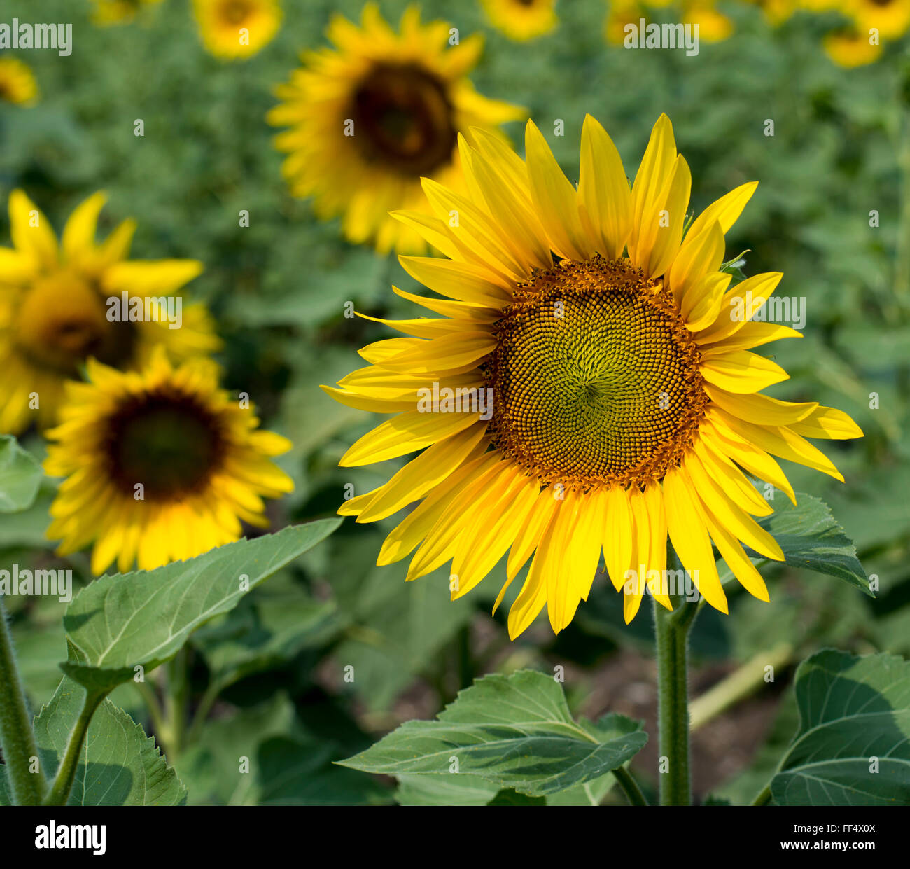 Shiny Sunflower Desktop Backgrounds