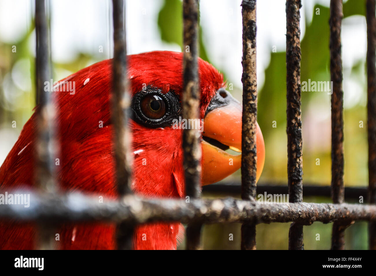 Parrot in cage hi-res stock photography and images - Alamy