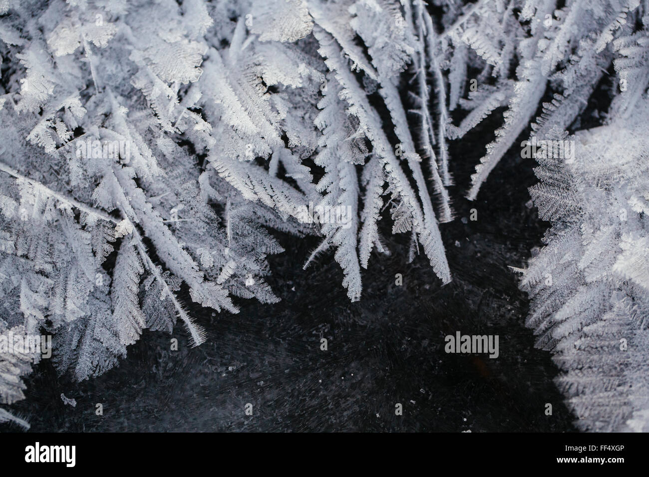 Hoar frost forms feather-like crystals on the ice surface of Patricia ...
