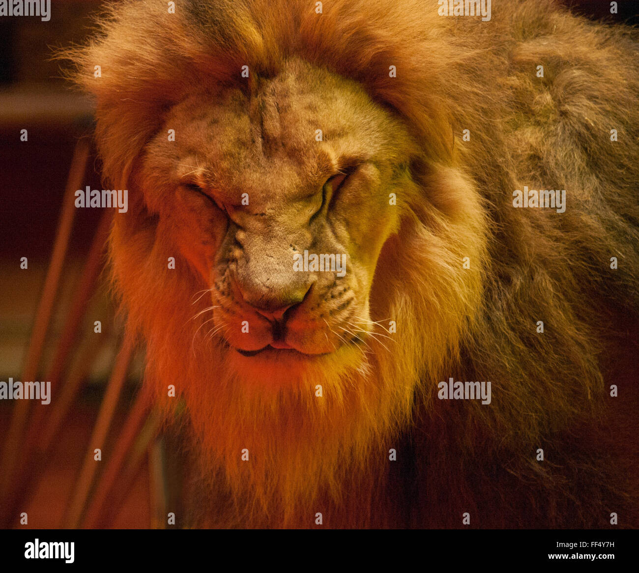 Wrinkling hi-res stock photography and images - Alamy