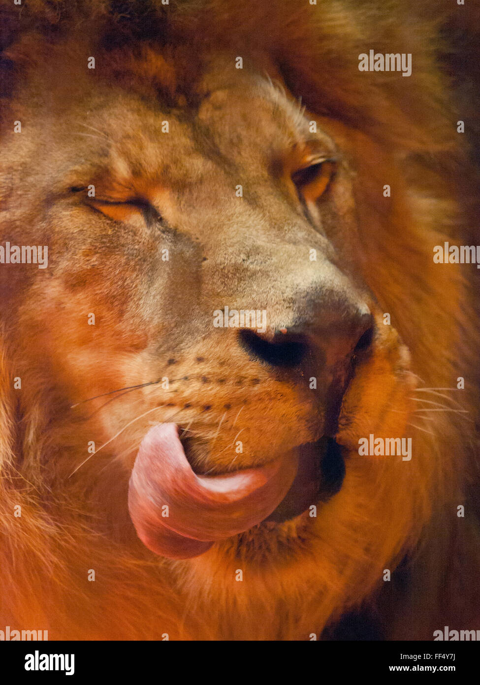 Lion licking his lips and squints Stock Photo - Alamy