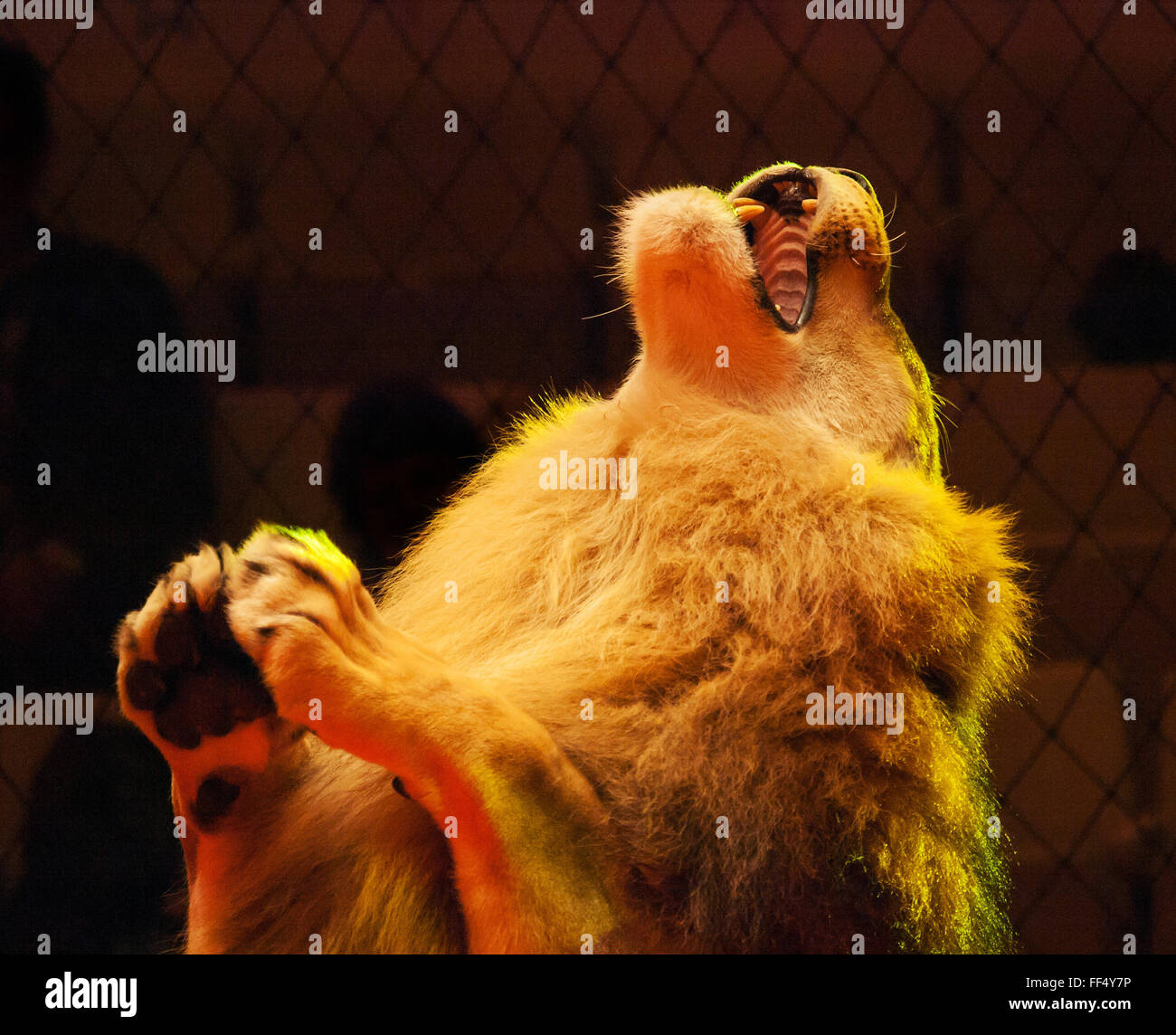 Lion roaring side view hi-res stock photography and images - Alamy