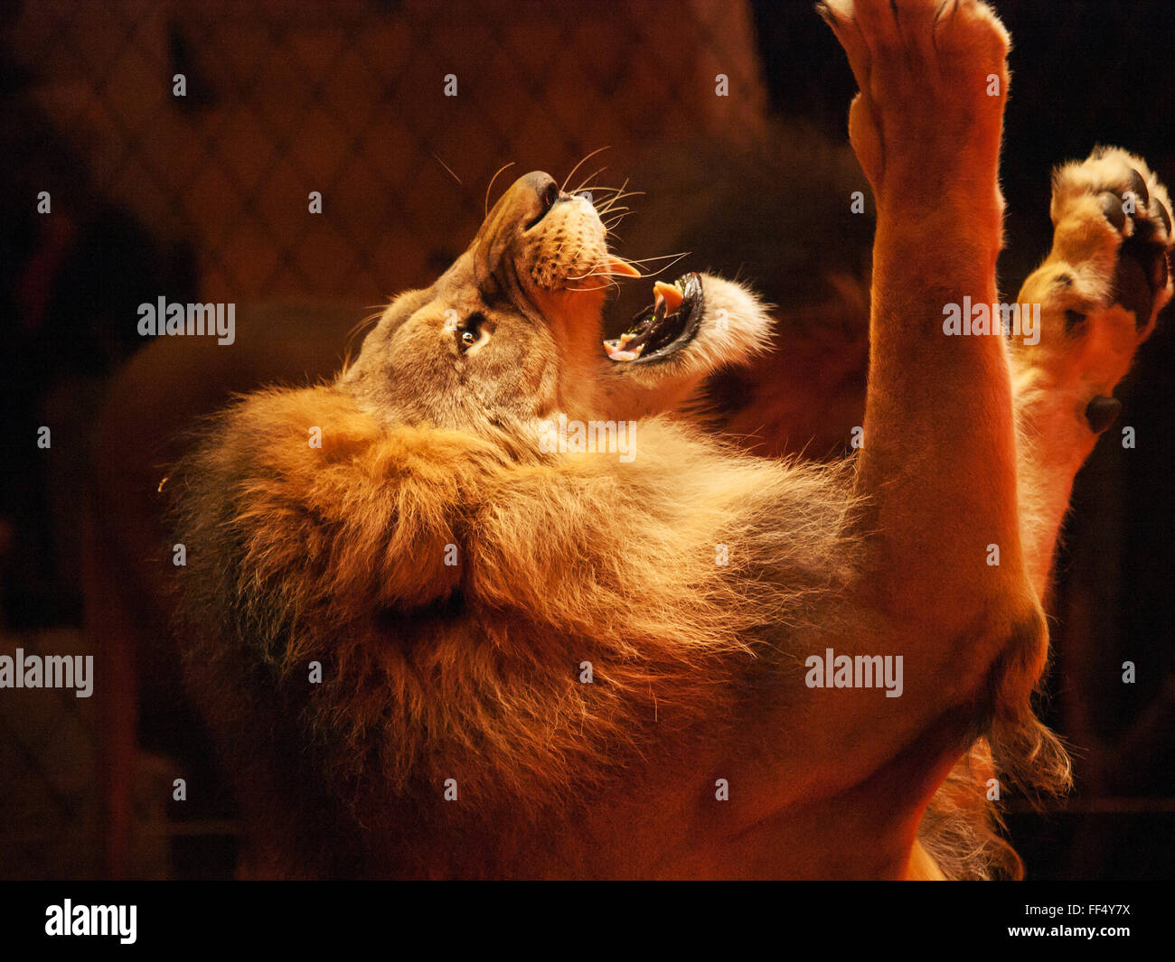Roaring lion side view hi-res stock photography and images - Alamy
