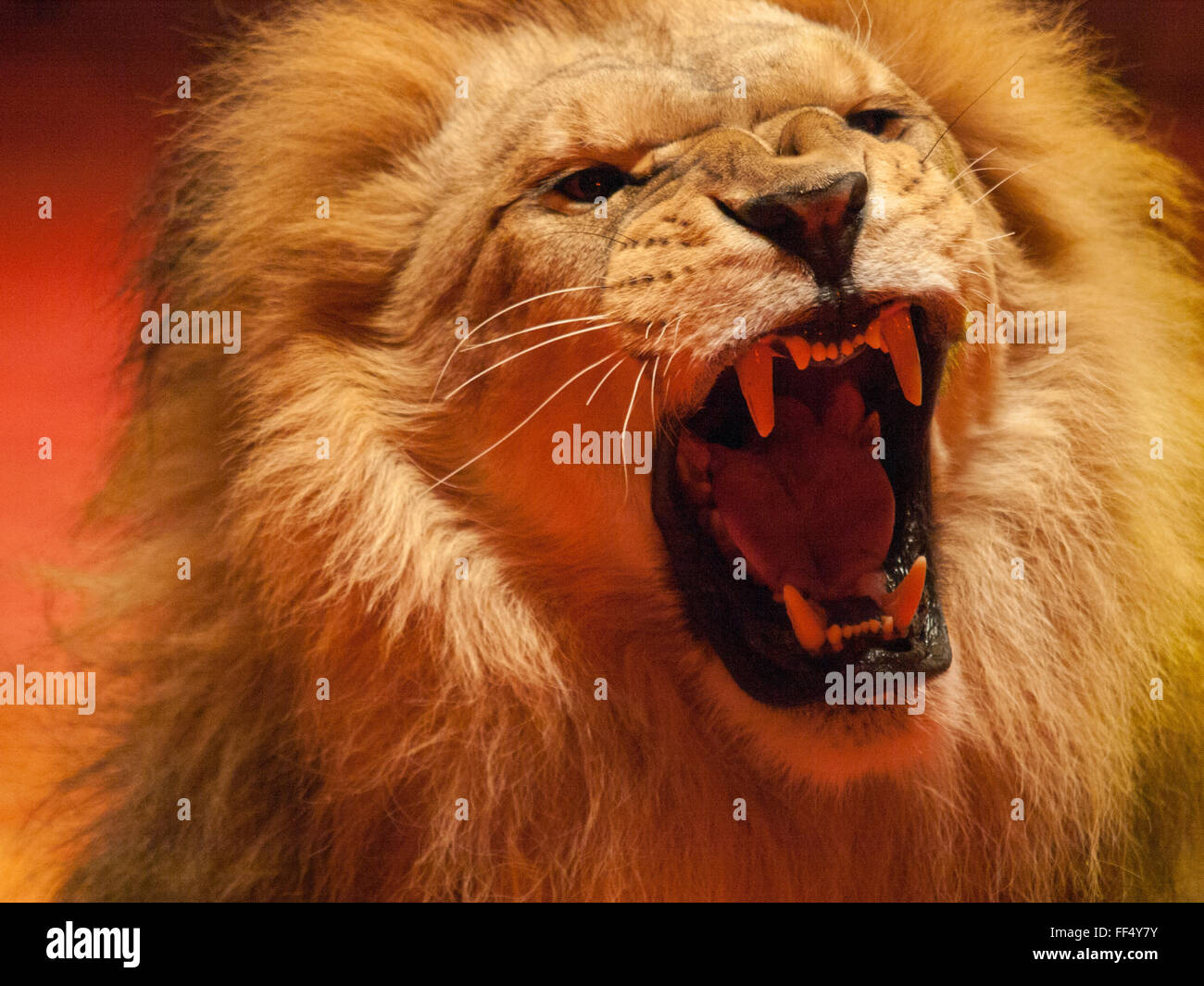 Angry lion hi-res stock photography and images - Alamy