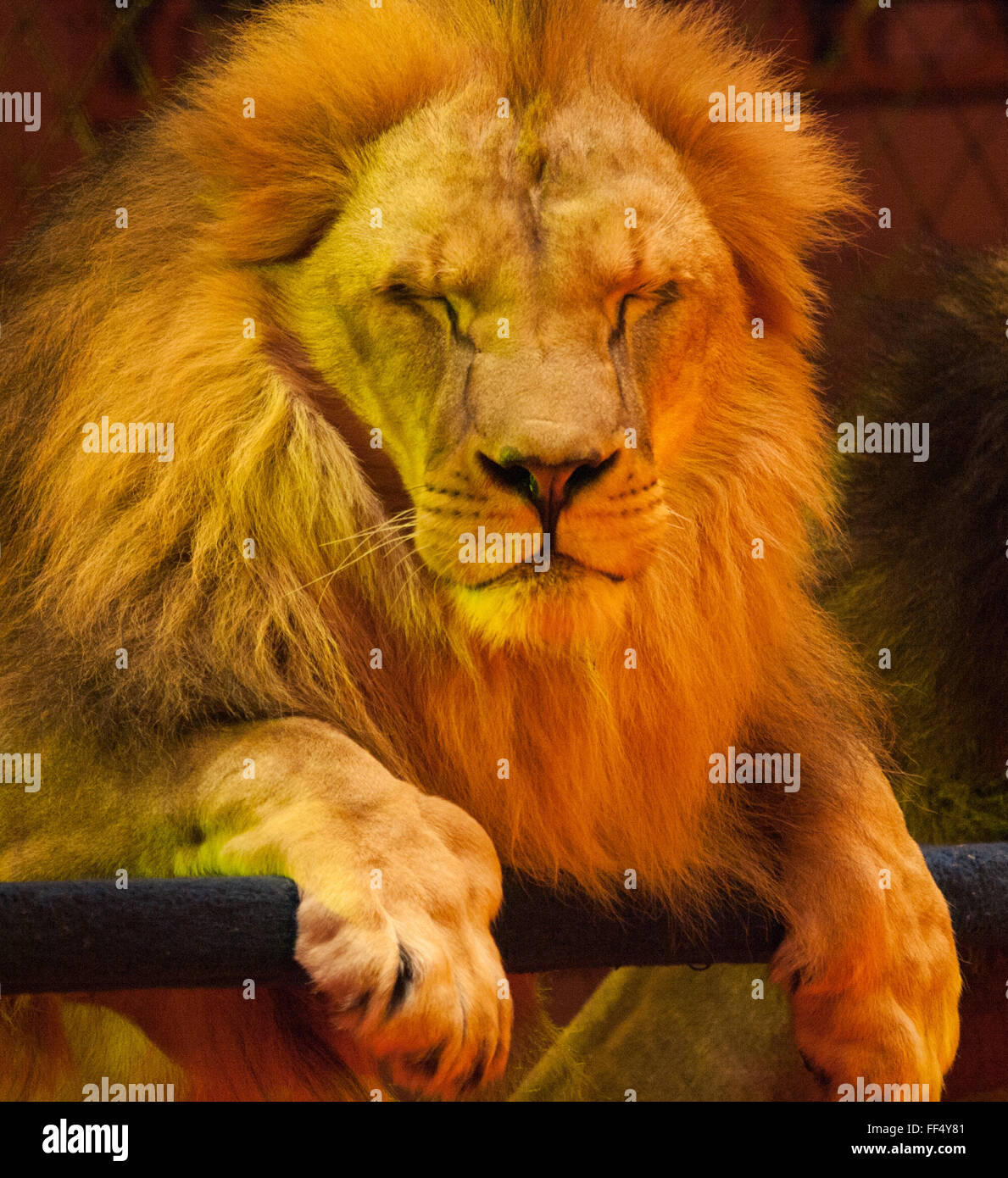 Squinting lion put paws on the beam in the circus Stock Photo - Alamy