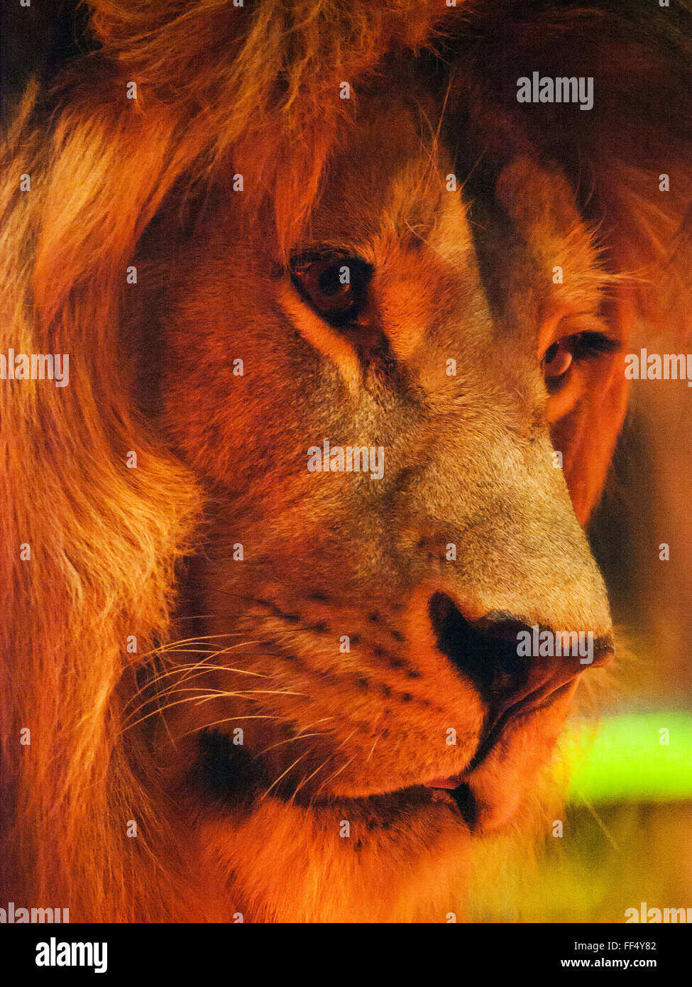 Close-up portrait of amiable lion Stock Photo - Alamy
