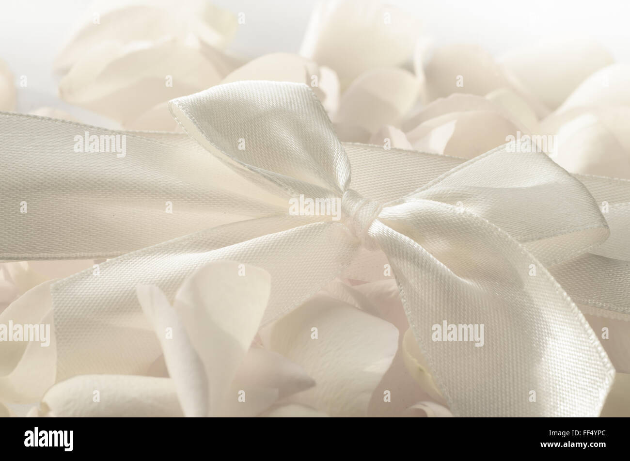 closeup to white ribbon and rose petals Stock Photo - Alamy