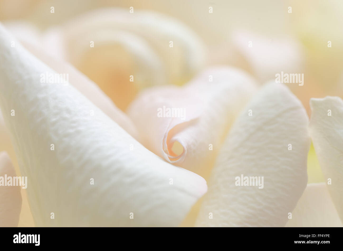 Petals falling flower rose hi-res stock photography and images - Alamy