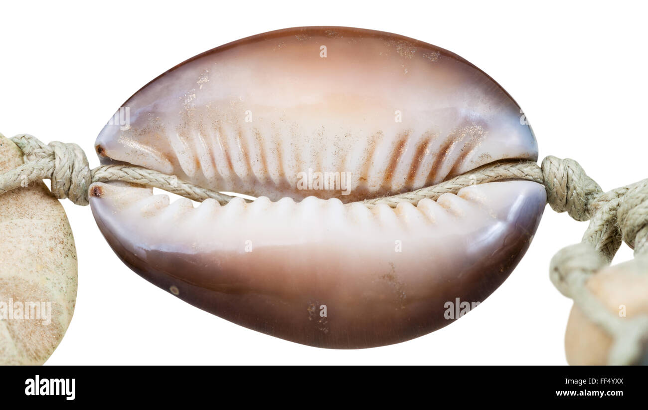 bead from natural cowry mollusk shell on thread isolated on white ...