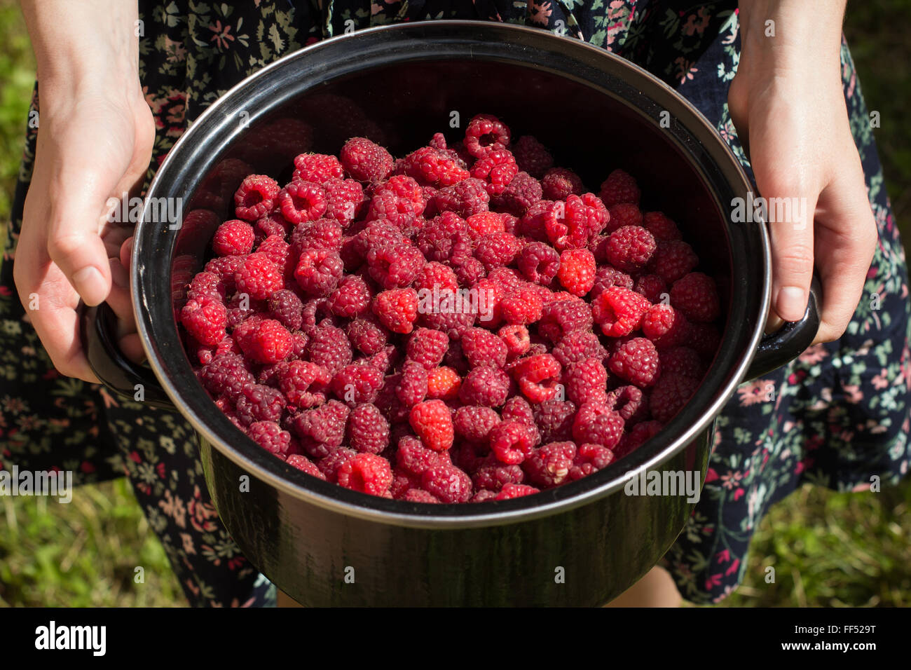 Woman holds big bowl of ripe raspberries Stock Photo - Alamy