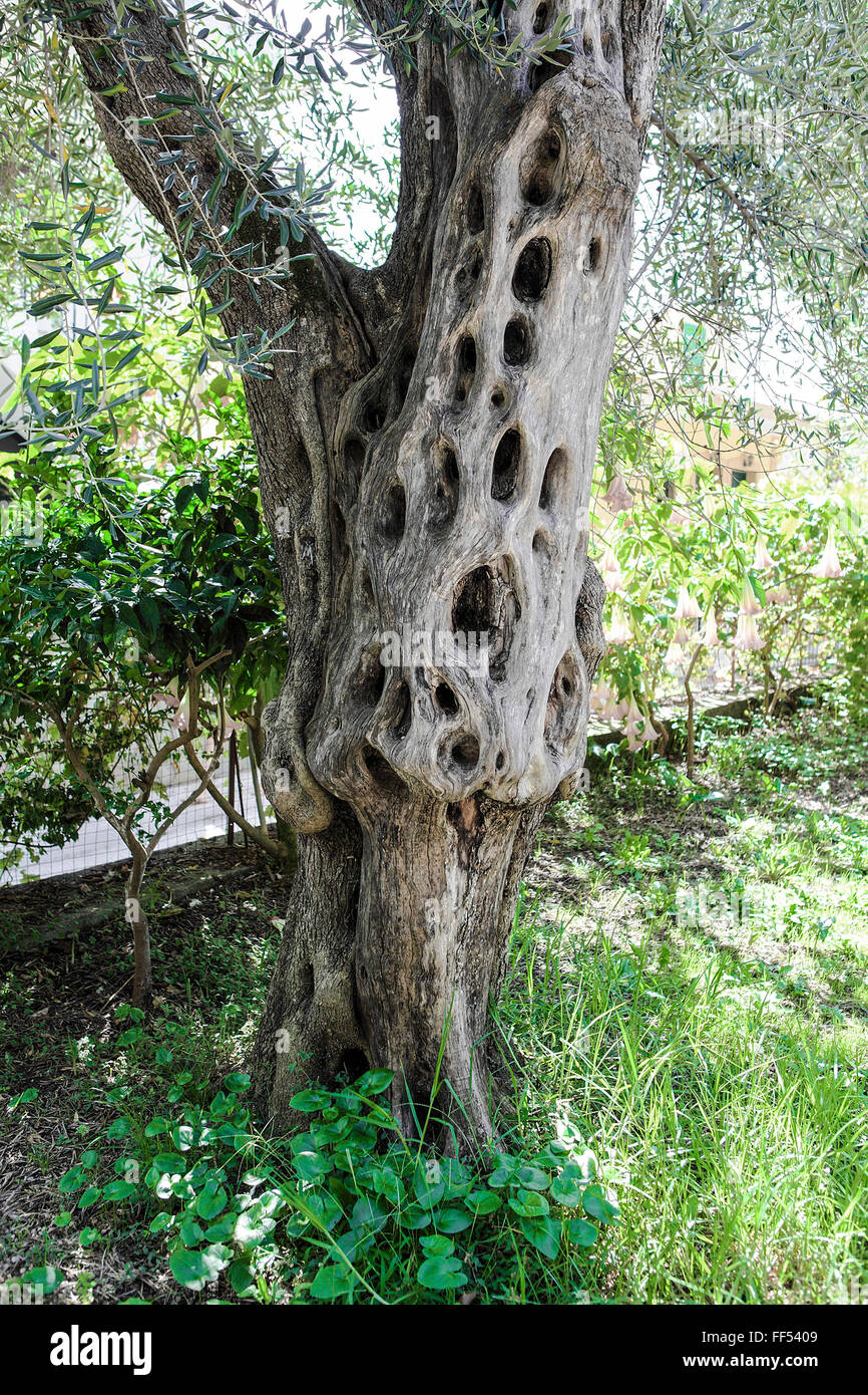 Very old Greek olive tree, one of thousands upon thousands which adorn ...