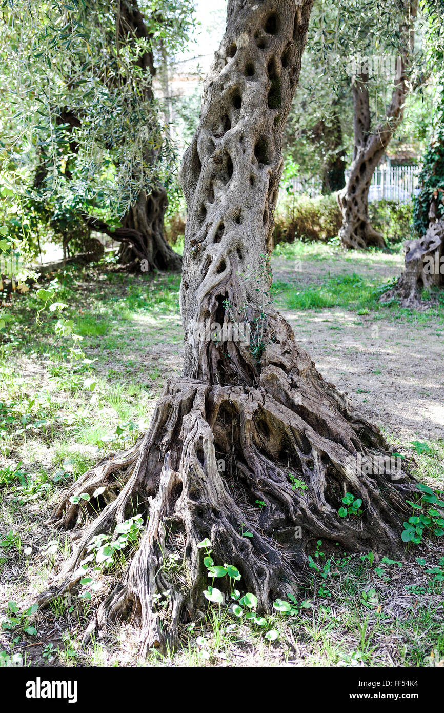 Very old Greek olive tree, one of thousands upon thousands which adorn ...