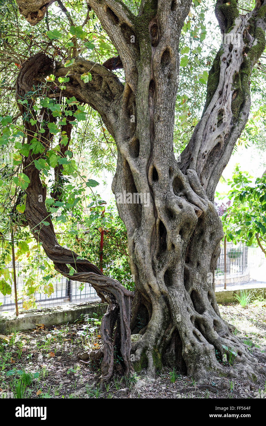 Very old Greek olive tree, one of thousands upon thousands which adorn ...