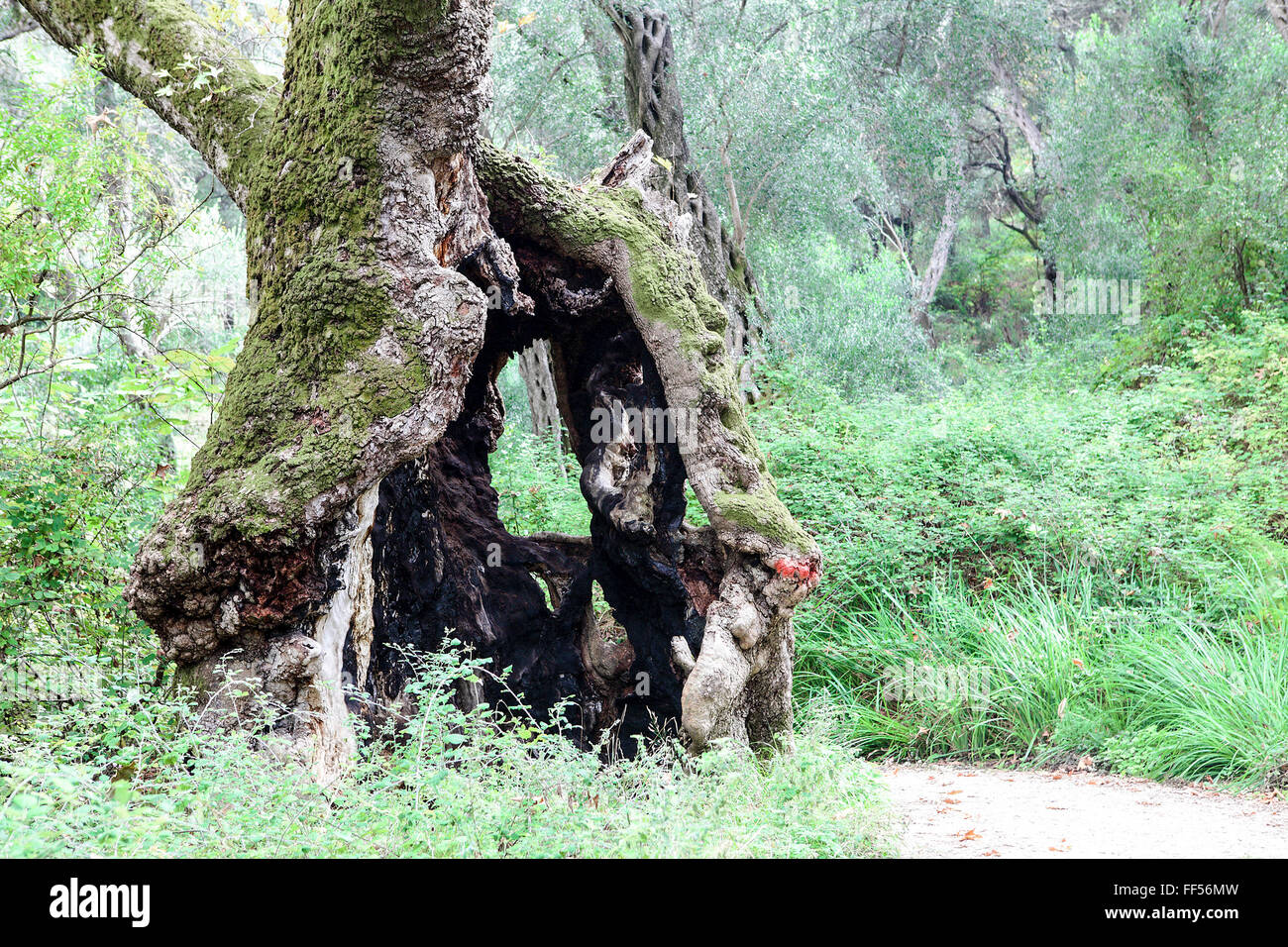 Char tree hi-res stock photography and images - Alamy