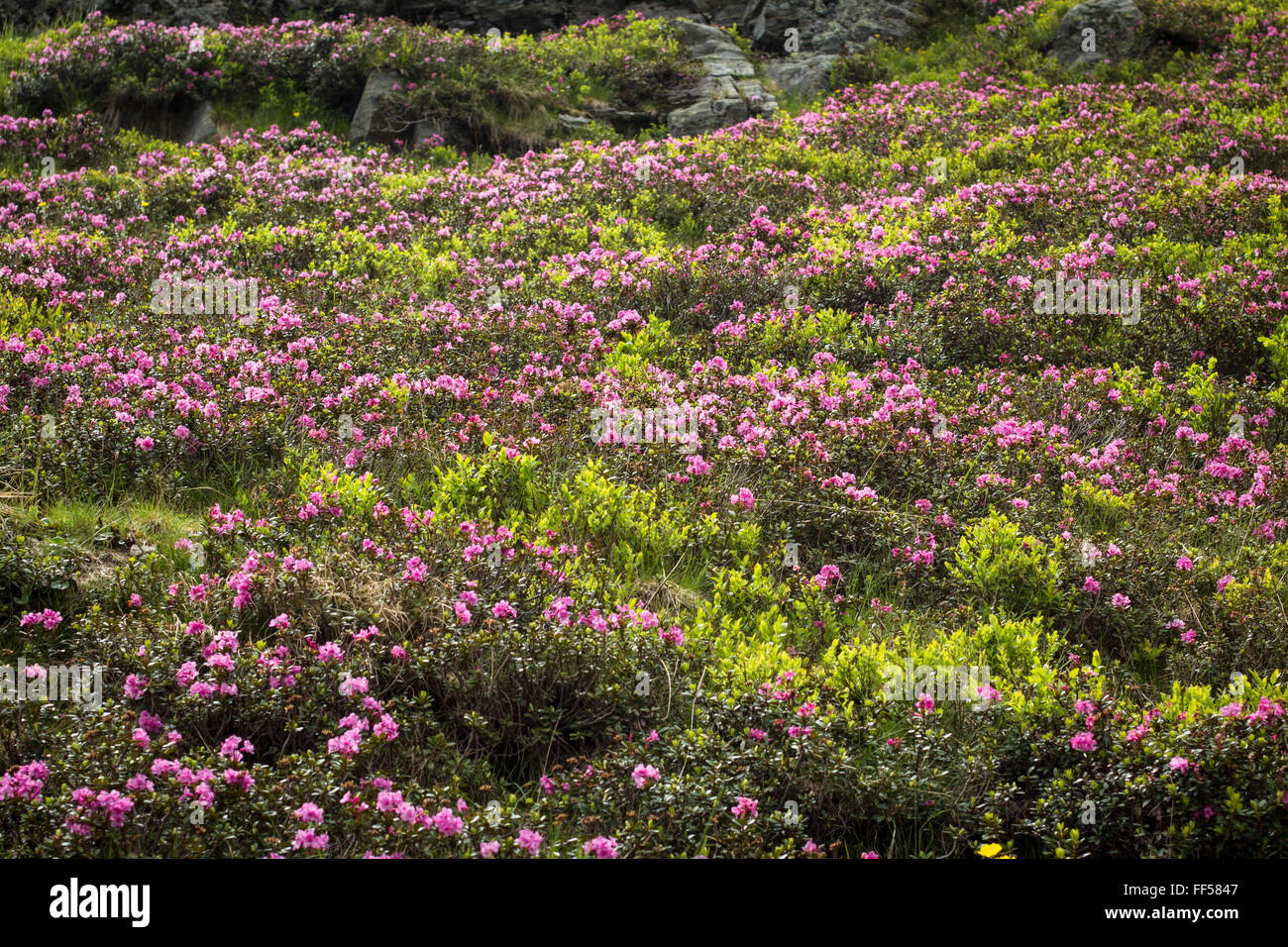 Rhododendron alpine hi-res stock photography and images - Alamy