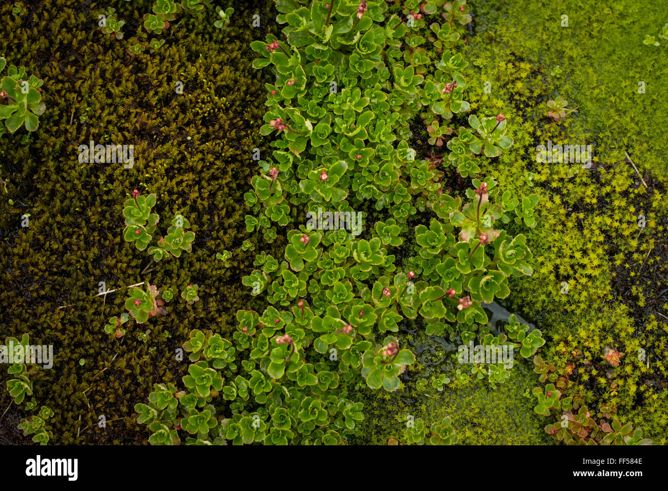 Marsh moss hi-res stock photography and images - Alamy