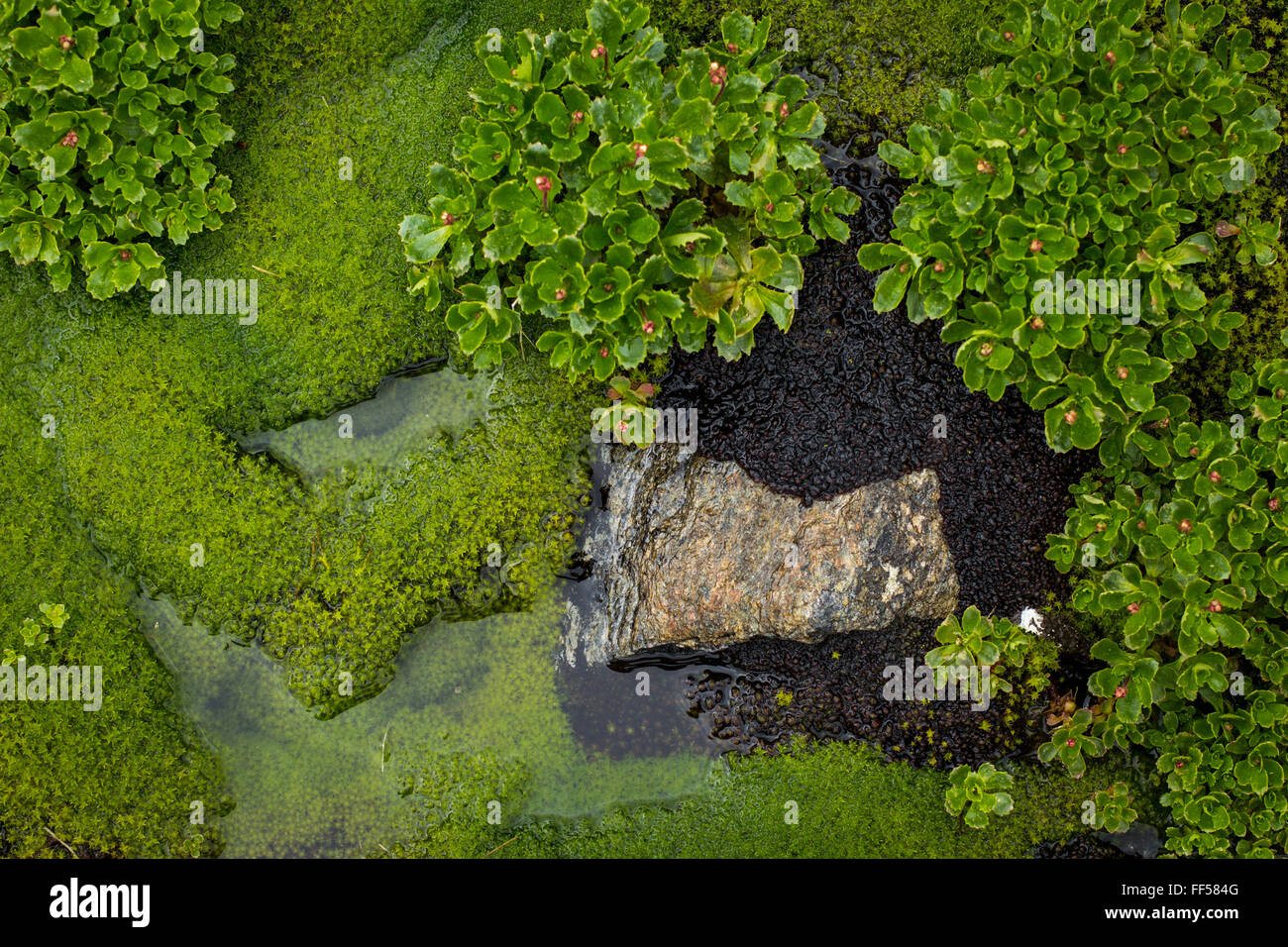 Marsh flowers and moss in pond Stock Photo - Alamy