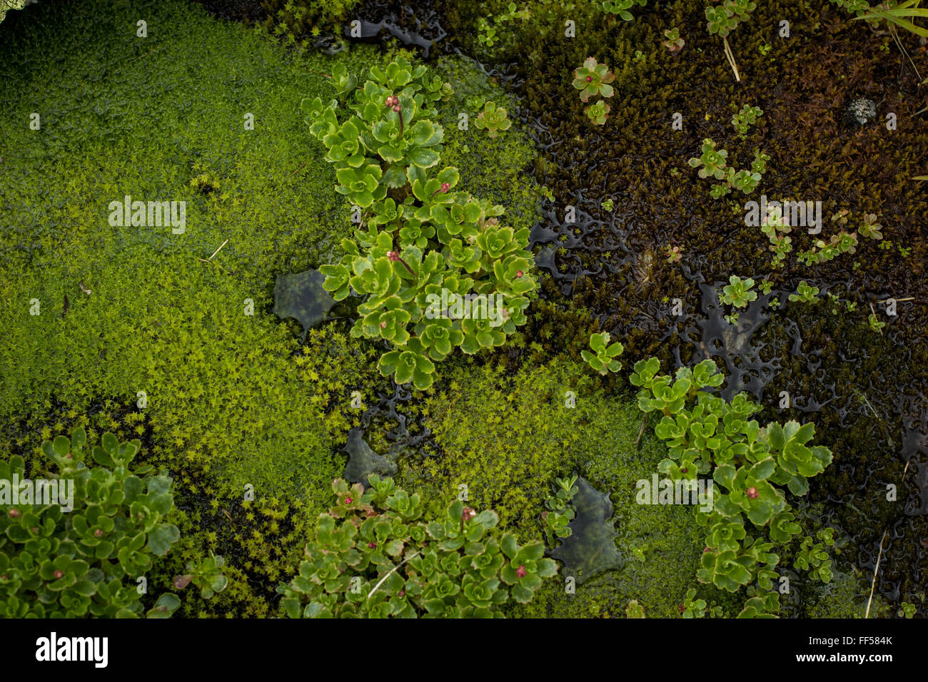 Marsh flora hi-res stock photography and images - Alamy