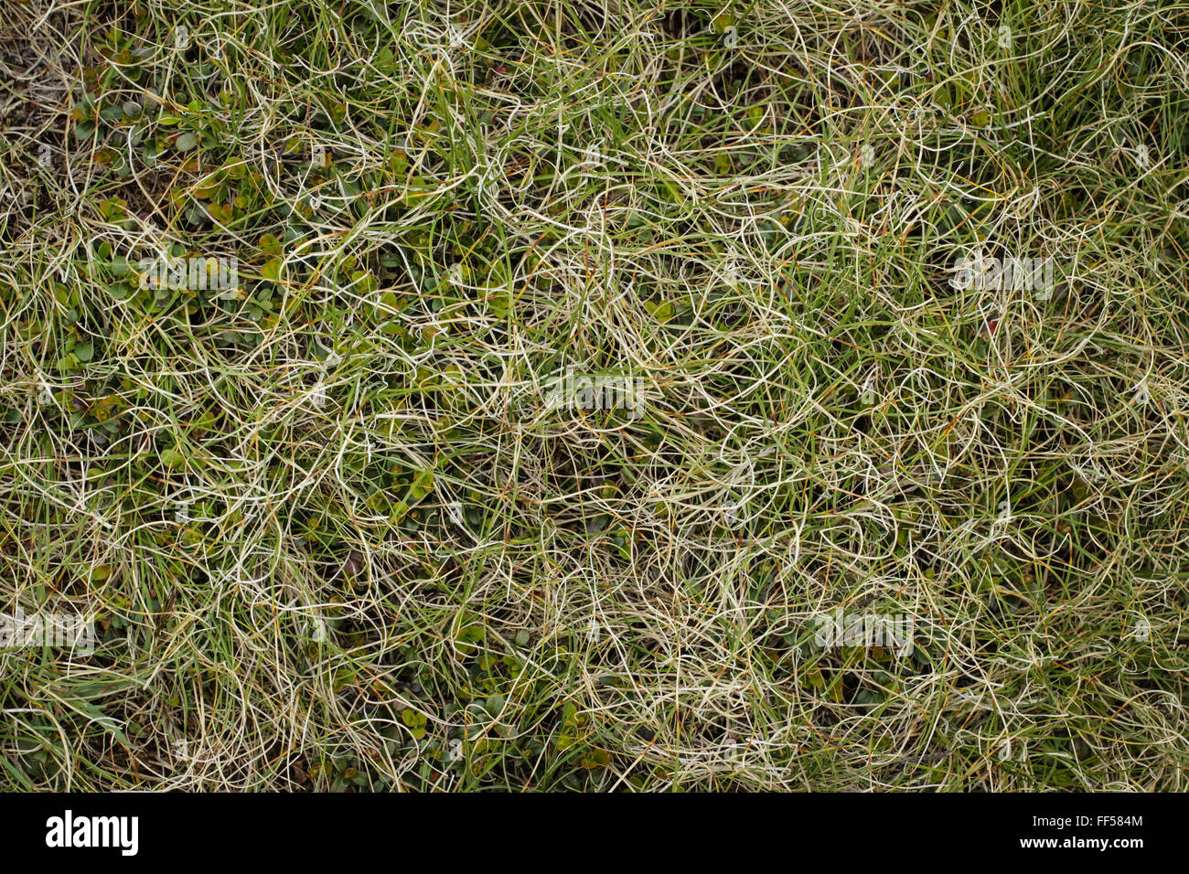 Marsh flowers and moss in pond Stock Photo - Alamy