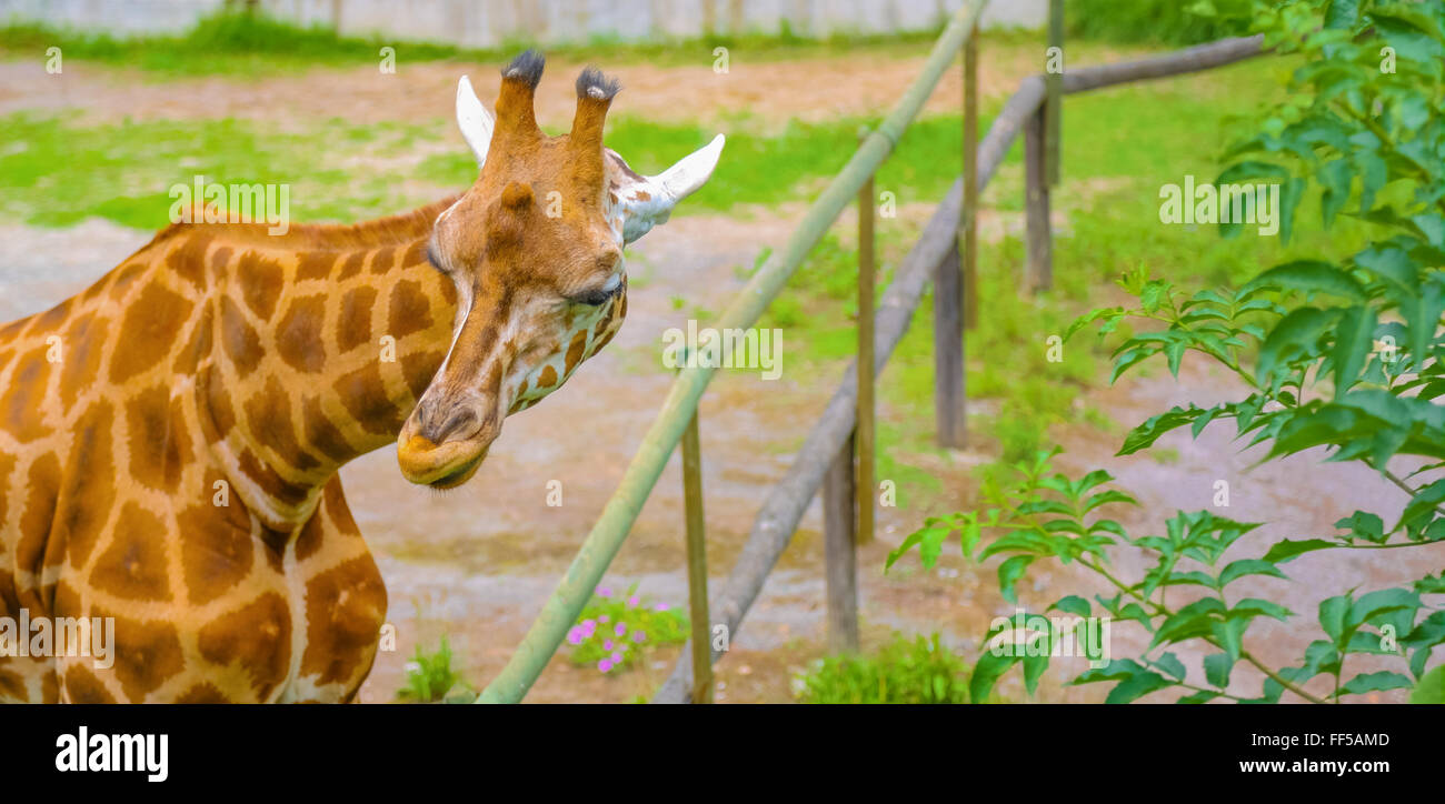Giraffe stretches to the branches of trees Stock Photo - Alamy