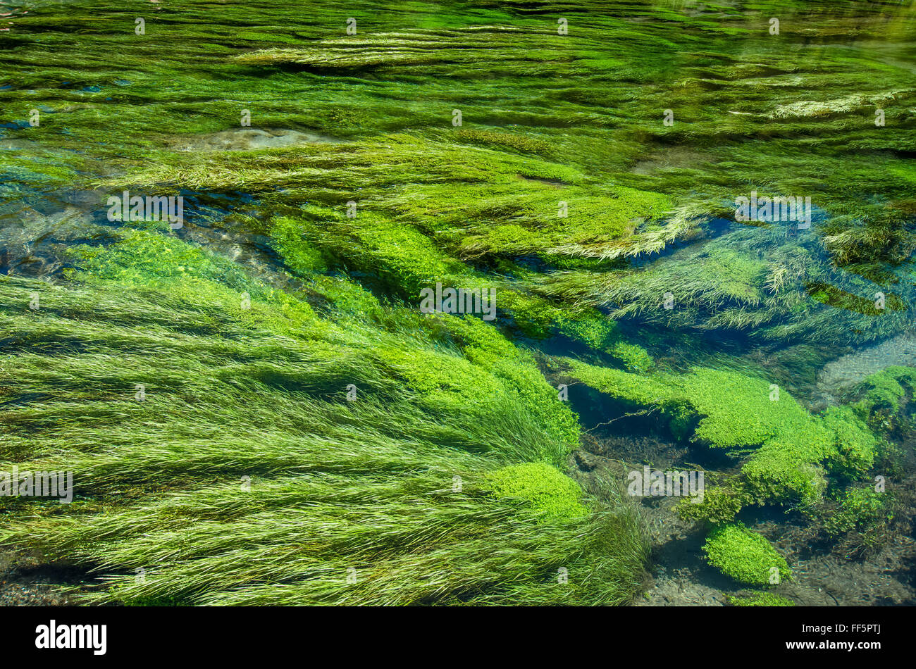 Blue Spring which is located at Te Waihou Walkway,Hamilton New Zealand ...