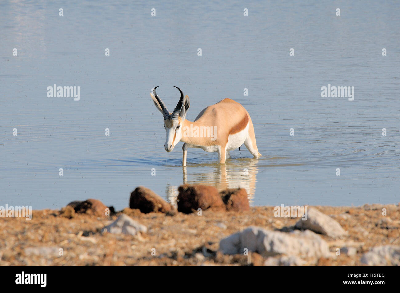 Springbok antelope walking in hi-res stock photography and images - Alamy