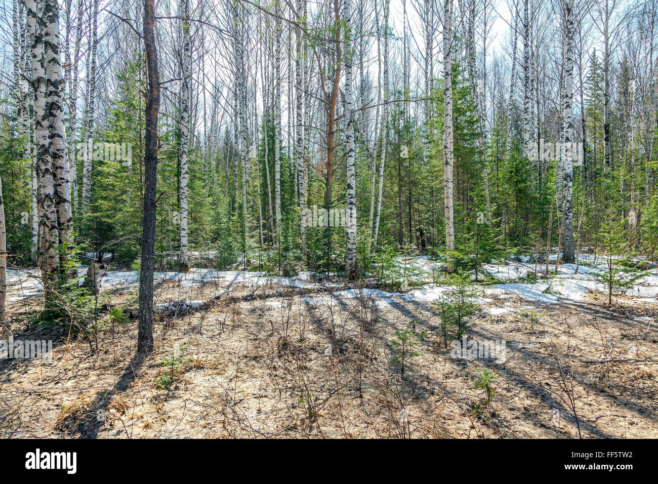Russia asia siberia birch forest hi-res stock photography and images ...