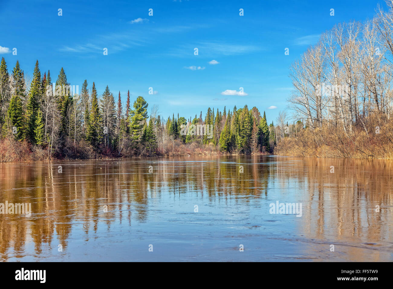 Siberian Spring Beauty High Resolution Stock Photography and Images - Alamy