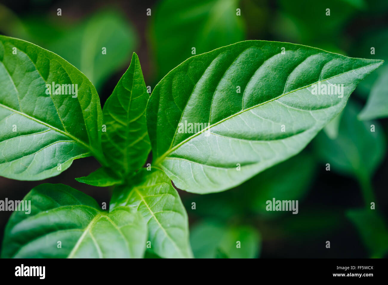 Sprout with leaf hi-res stock photography and images - Alamy