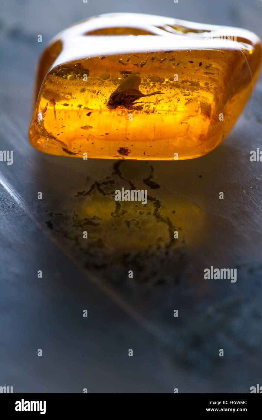 Amber collectors hi-res stock photography and images - Alamy
