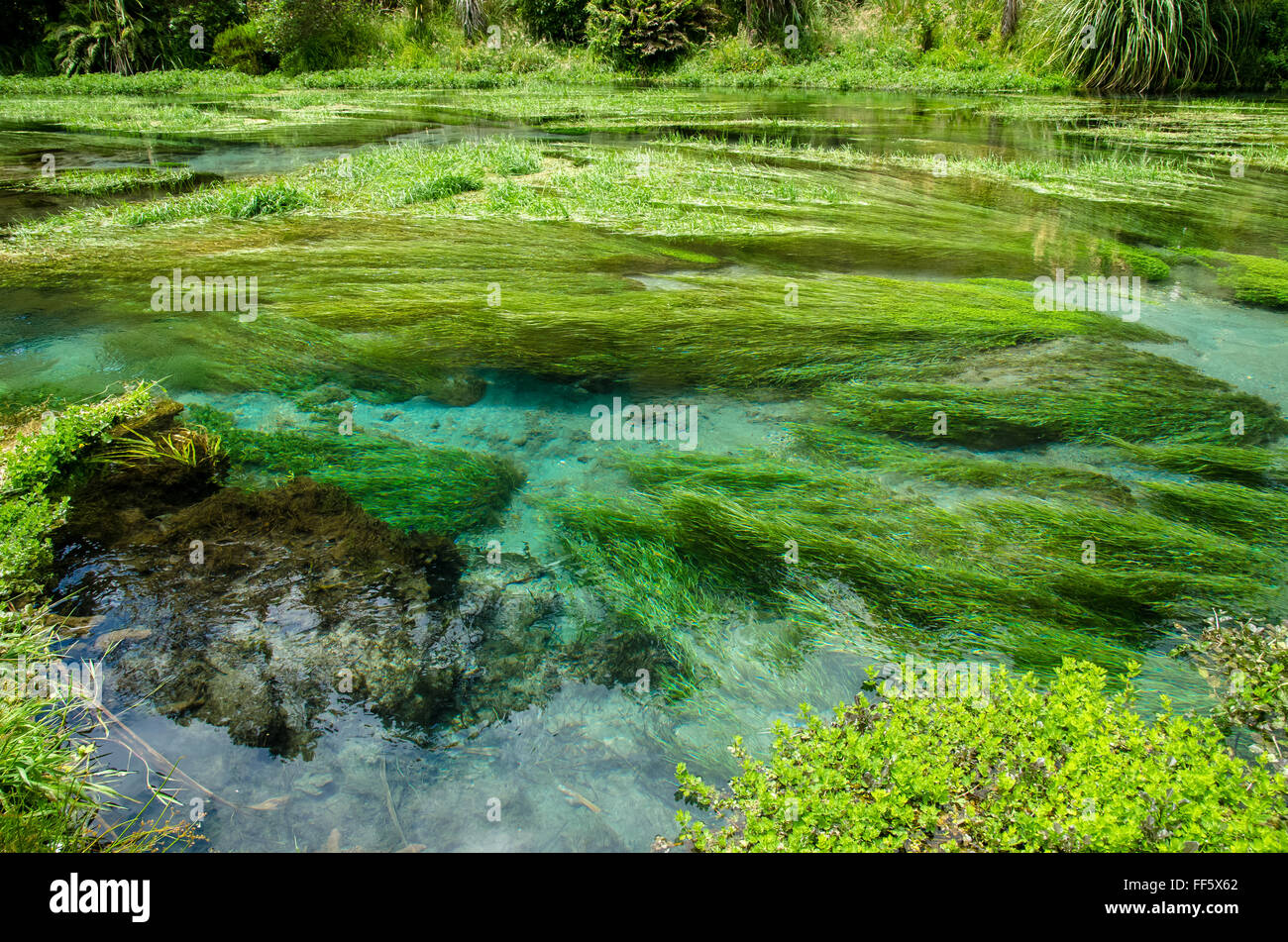 Blue Spring which is located at Te Waihou Walkway,Hamilton New Zealand ...