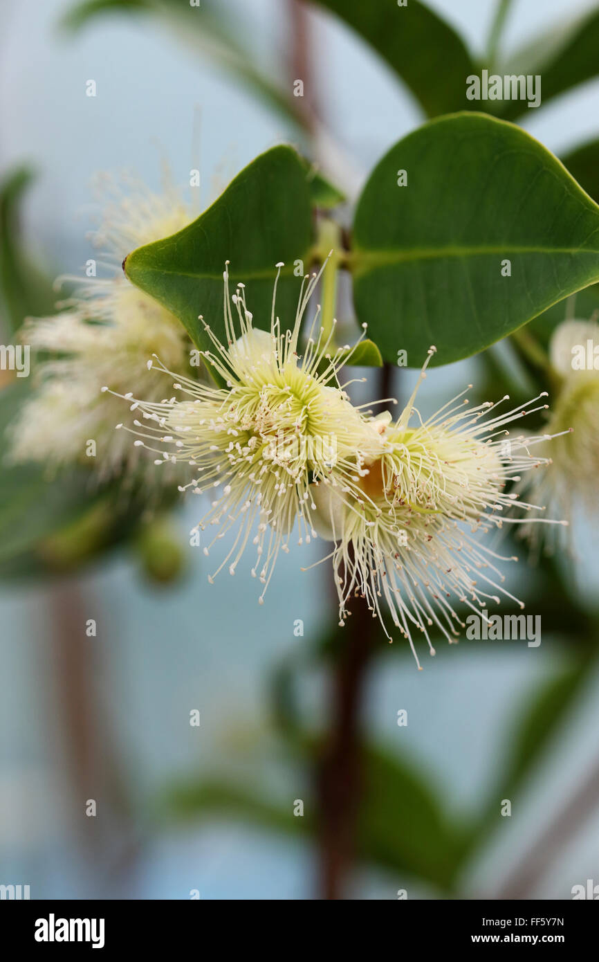 Syzygium samarangense or known as Wax Jambu flower Stock Photo - Alamy
