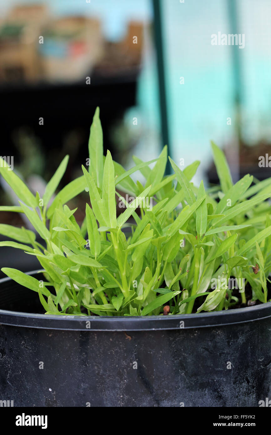 Growing Ipomoea aquatica or also known as Kang Kong in a pot Stock ...
