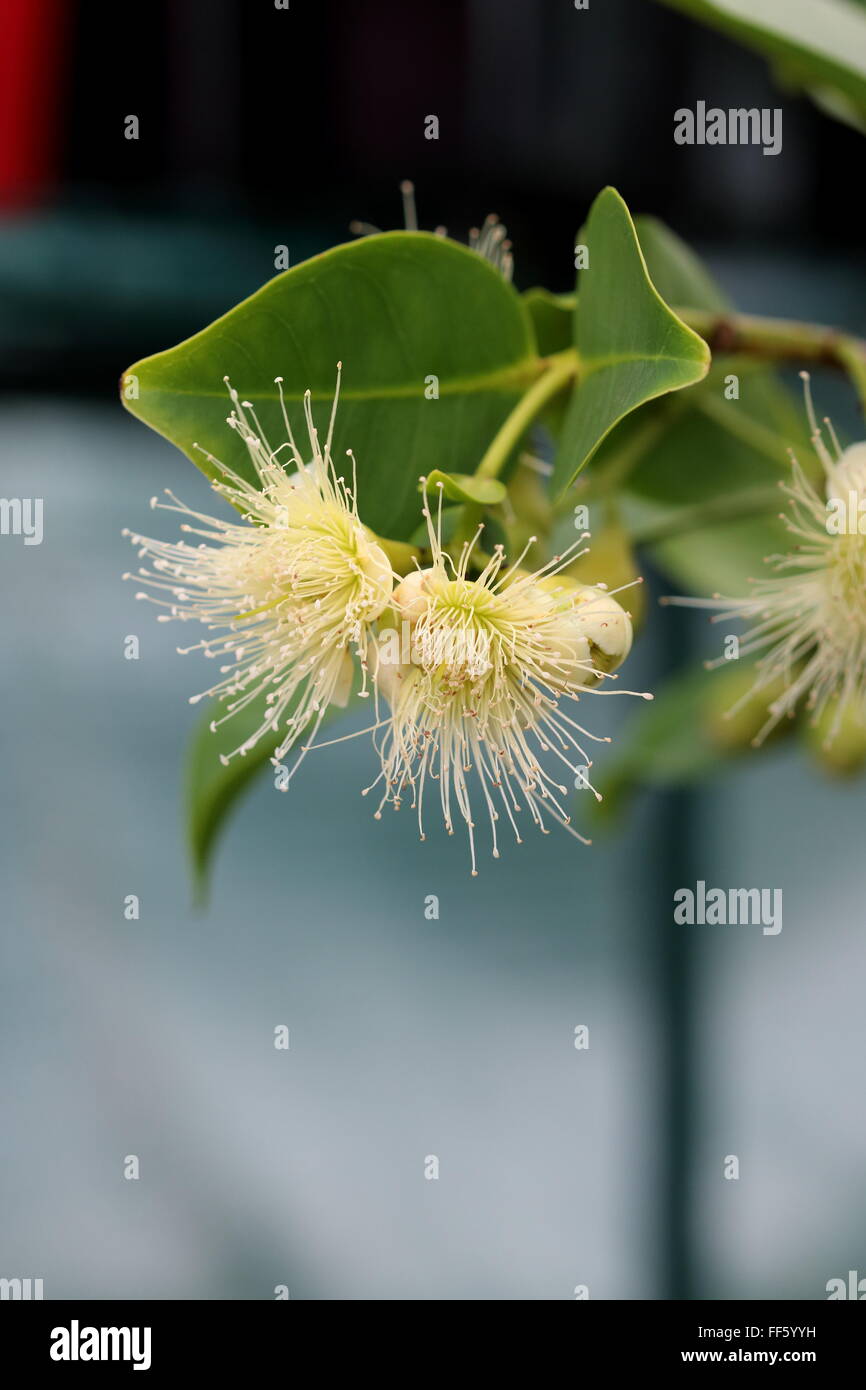 Jambu air flower hi-res stock photography and images - Alamy