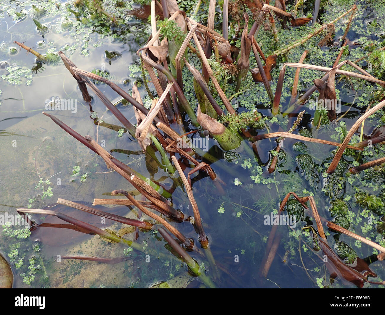 Frosted and withered pickerel weed (Pontederia cordata) in a garden ...