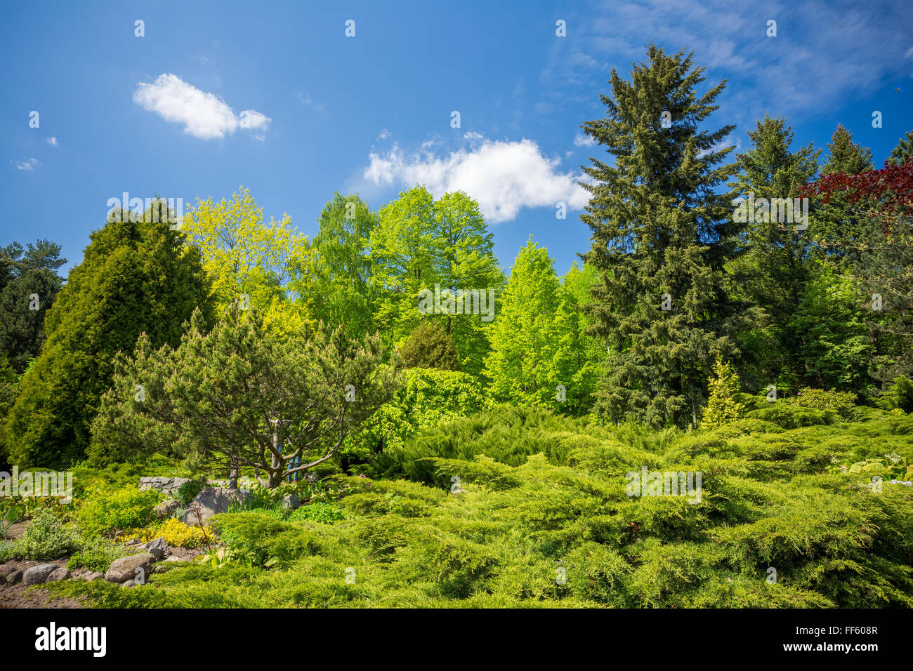 Green Trees And Bushes In Spring Garden. Garden design, landscaping ...