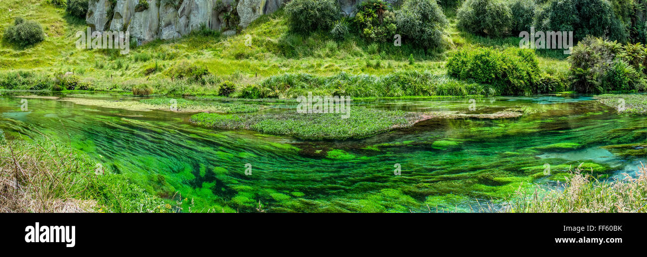 Blue Spring which is located at Te Waihou Walkway,Hamilton New Zealand ...