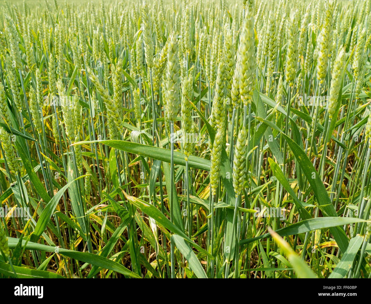 Natural wheat plants hi-res stock photography and images - Alamy