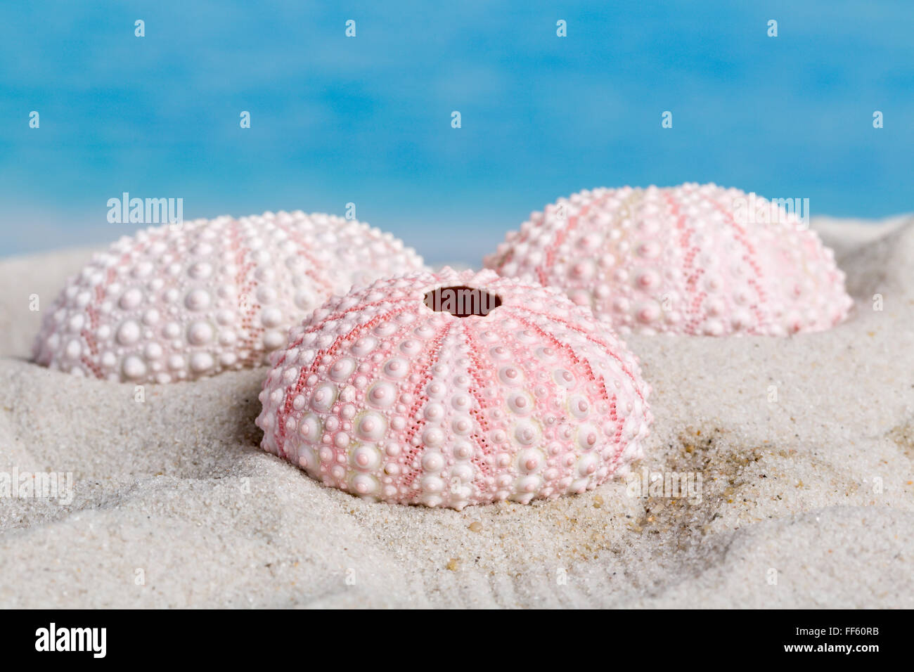 Fine detail of pink textured sea urchin skeletons Stock Photo - Alamy