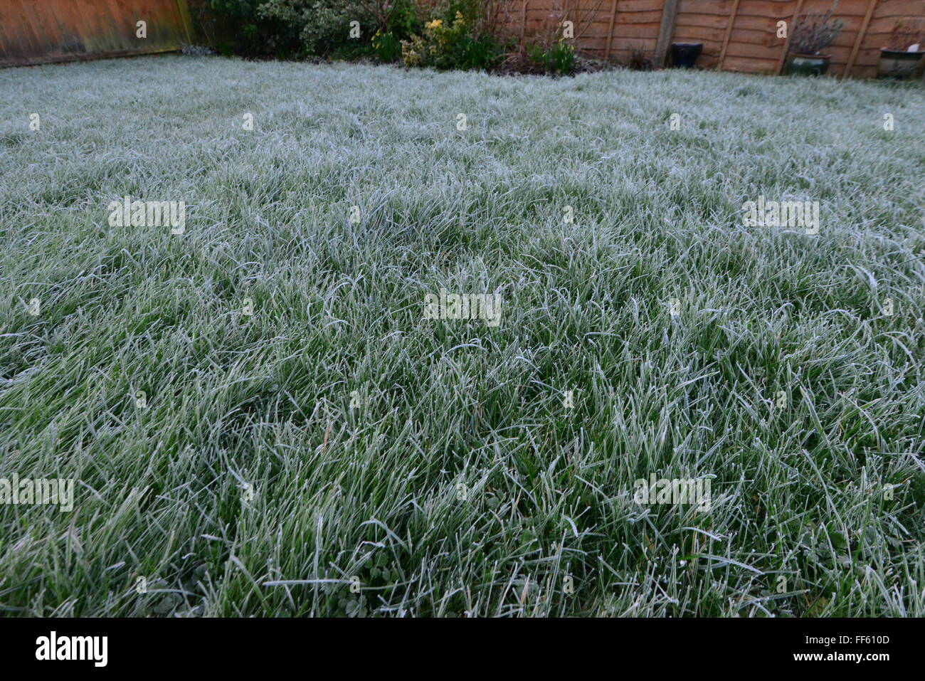 Frozen grass shoots hi-res stock photography and images - Alamy